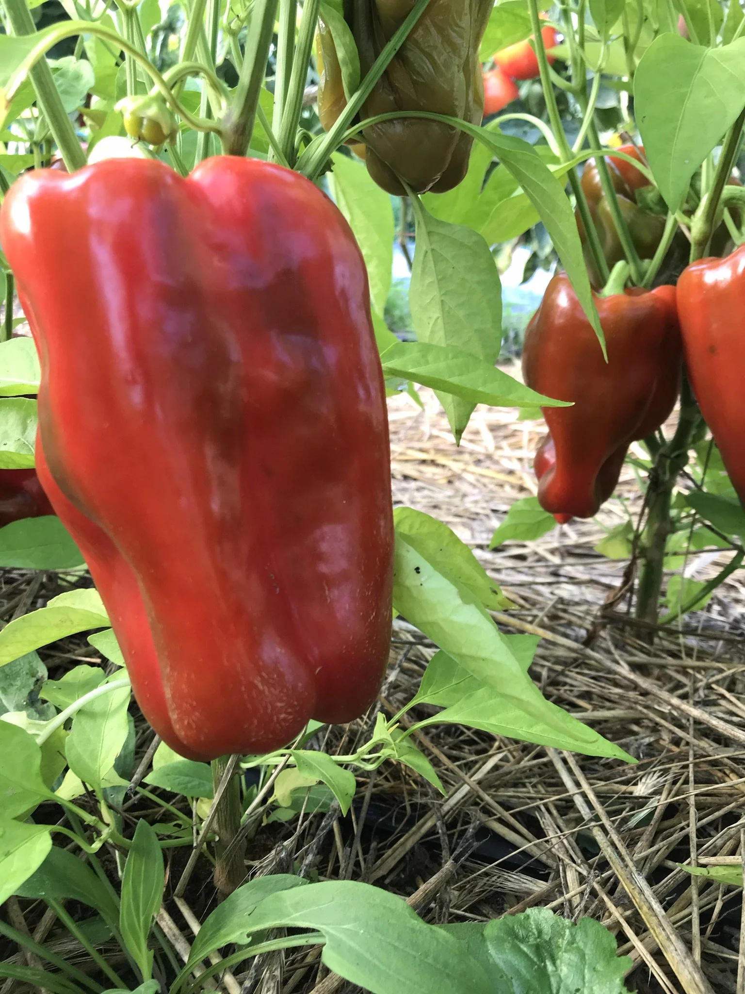 Peppers — Orange Circle Farm