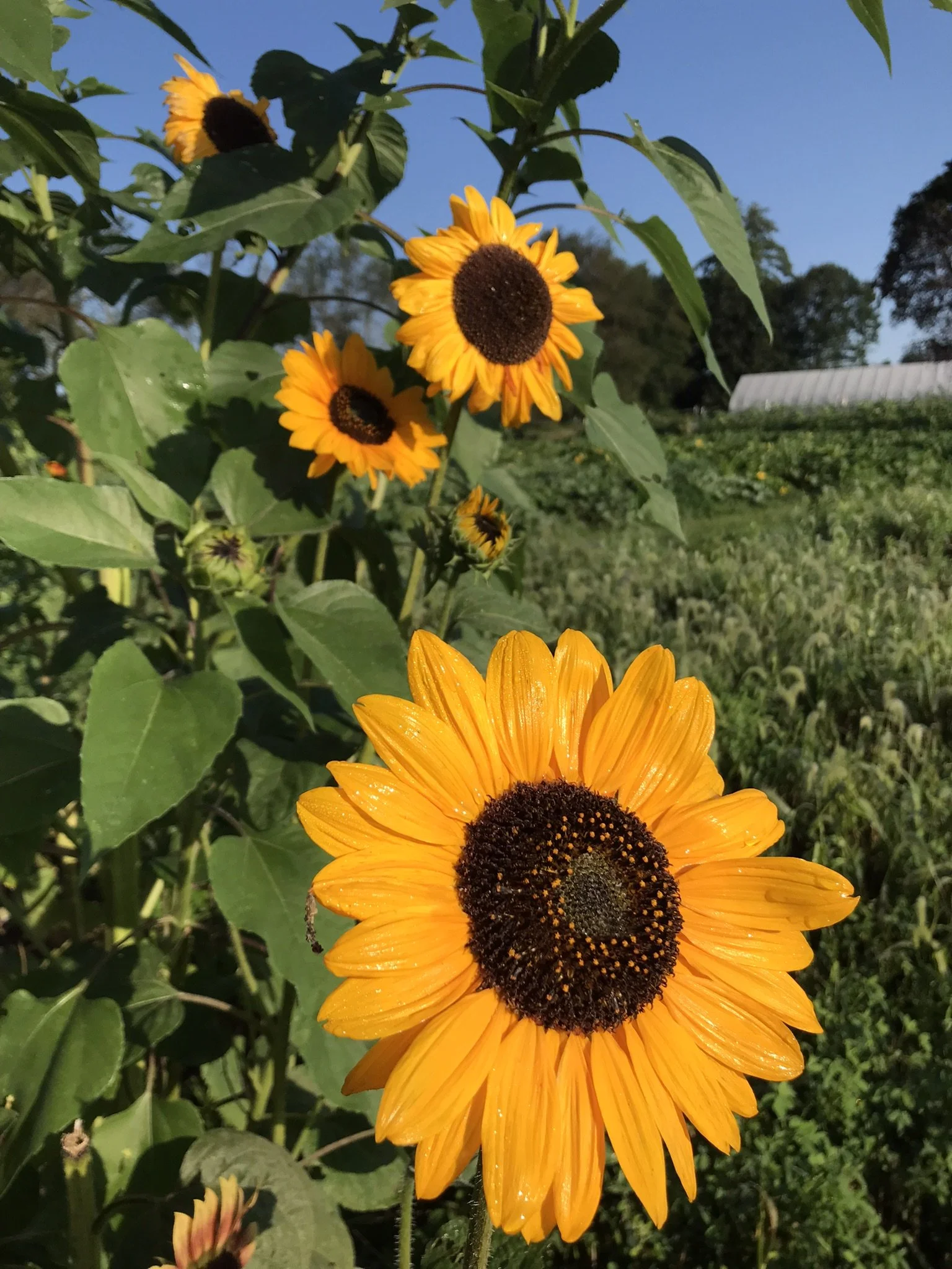 Sunflower-Soraya — Orange Circle Farm