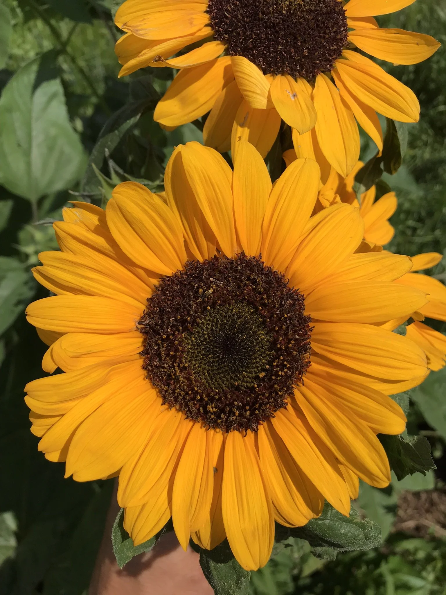 Sunflower-Soraya — Orange Circle Farm