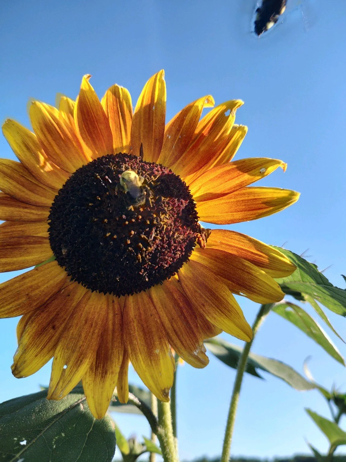 Unlocking the Vibrant Colors of Sunflowers in the Evening
