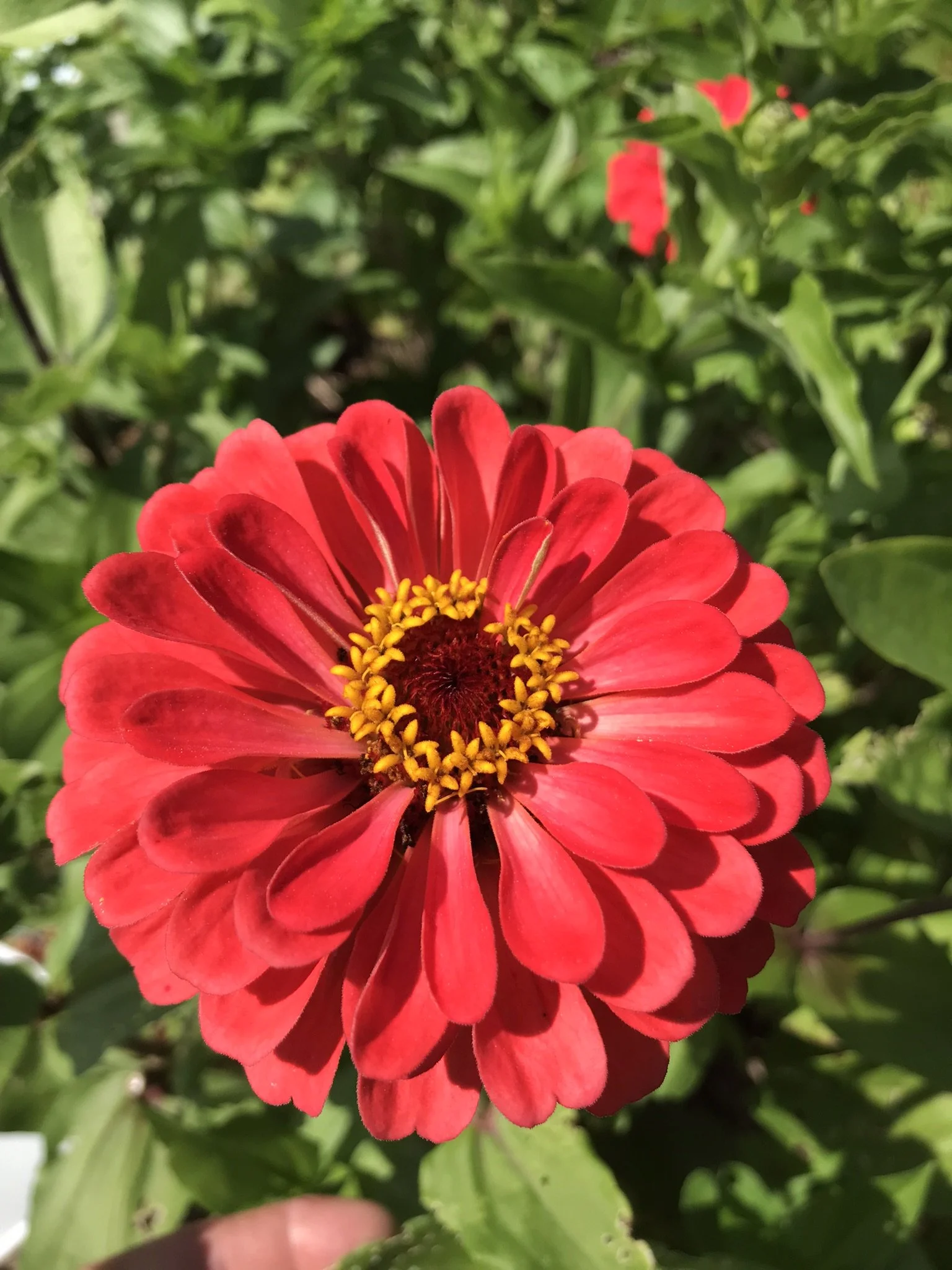 Zinnia-Benary's Giant Coral — Orange Circle Farm