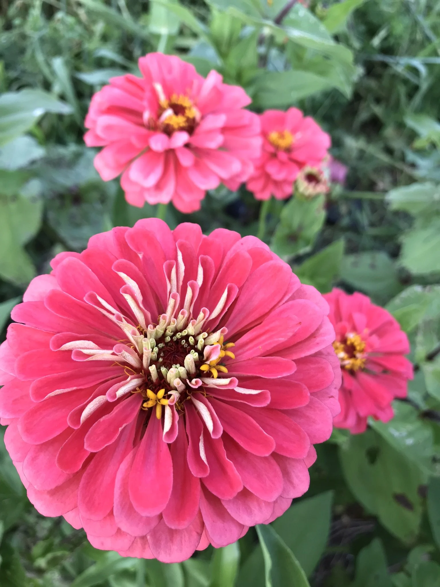 Zinnia-Benary's Giant Coral — Orange Circle Farm