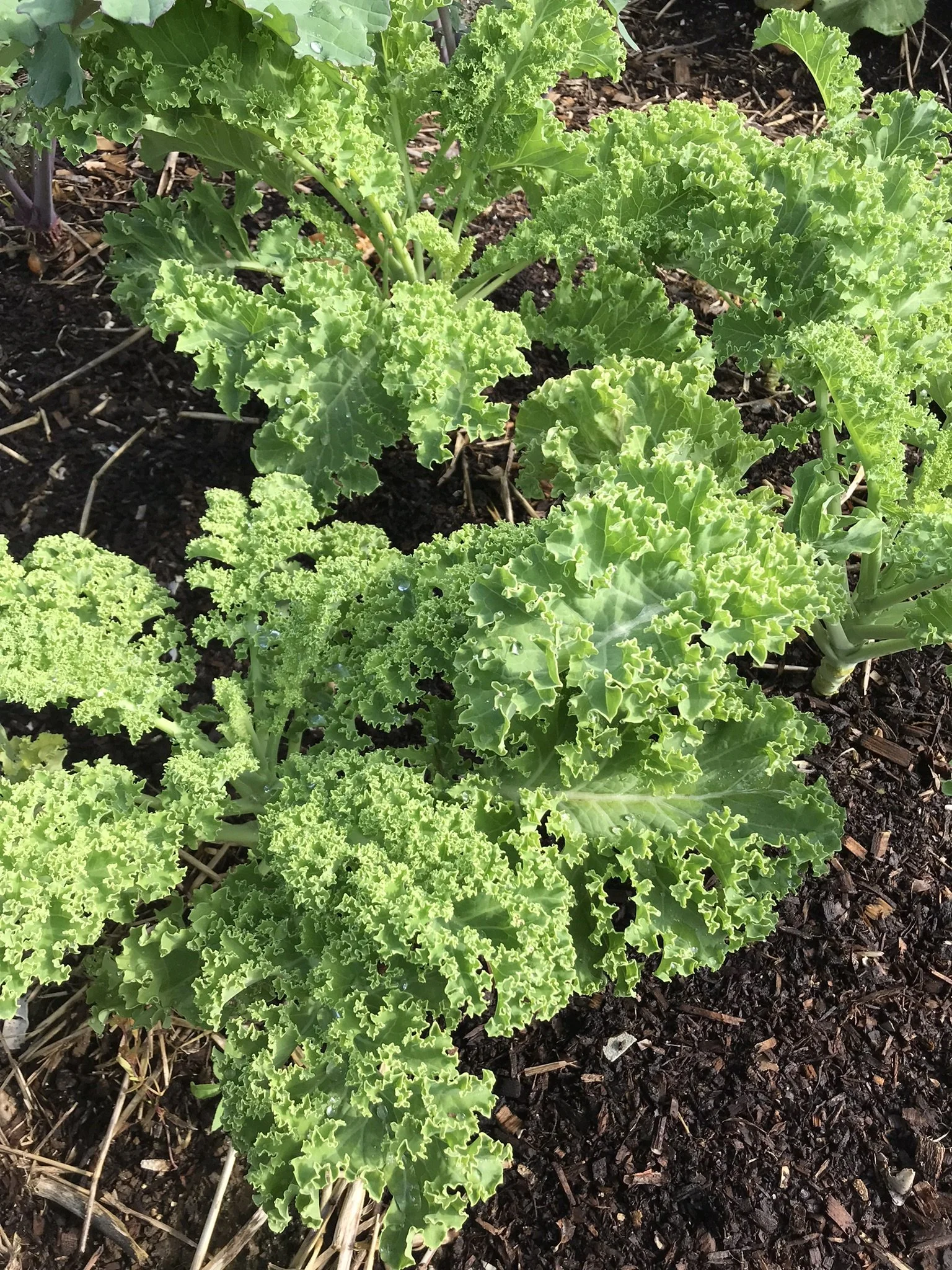 Greens — Orange Circle Farm