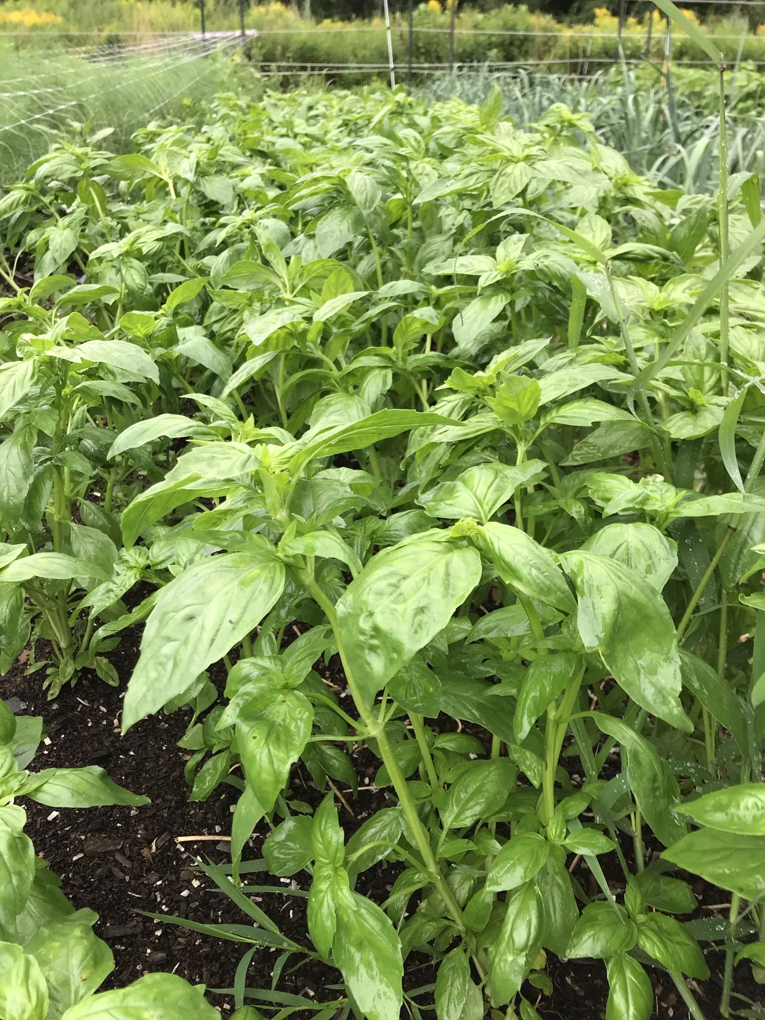 Basil-Genovese type — Orange Circle Farm