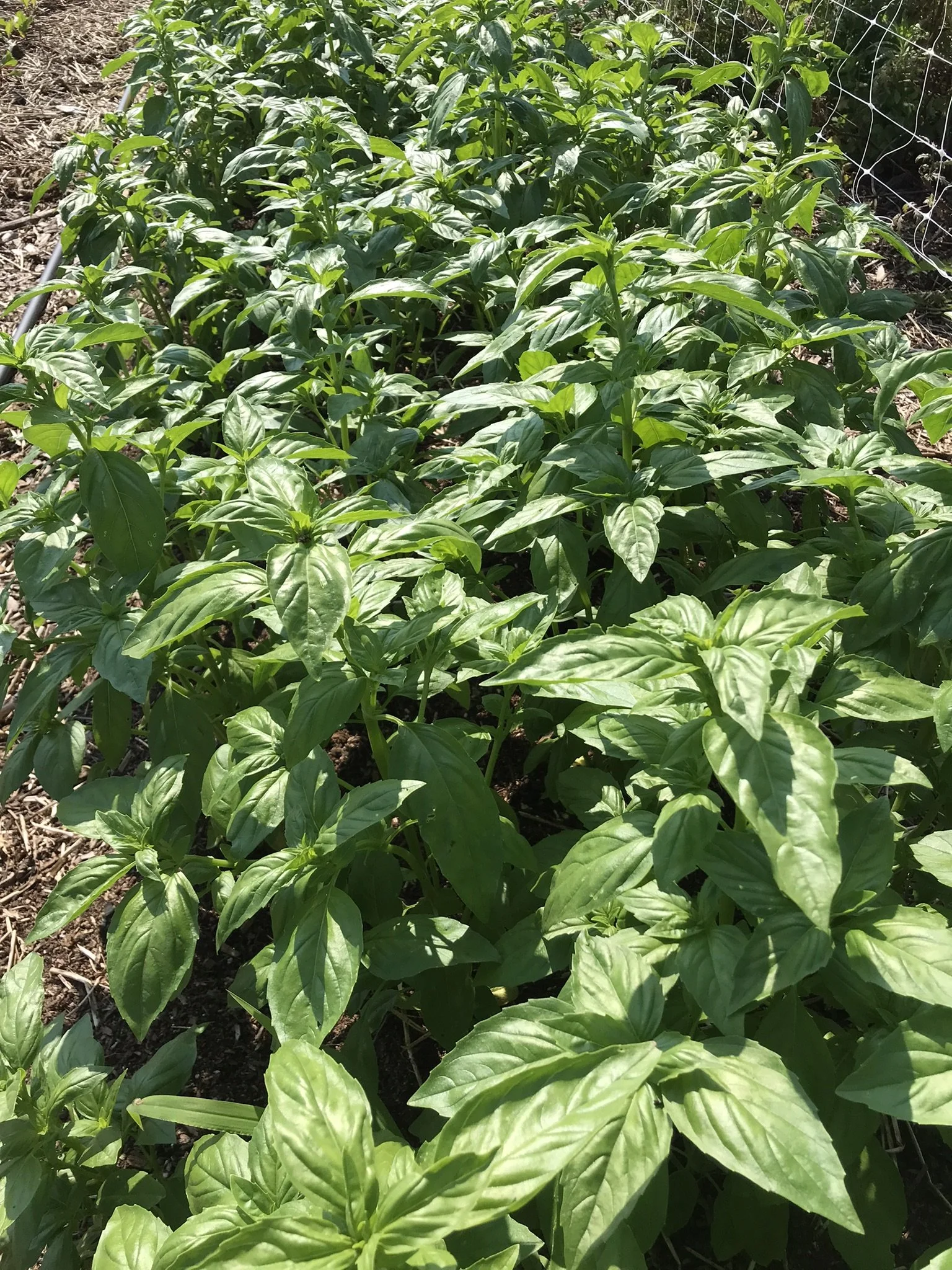 Basil-Genovese type — Orange Circle Farm