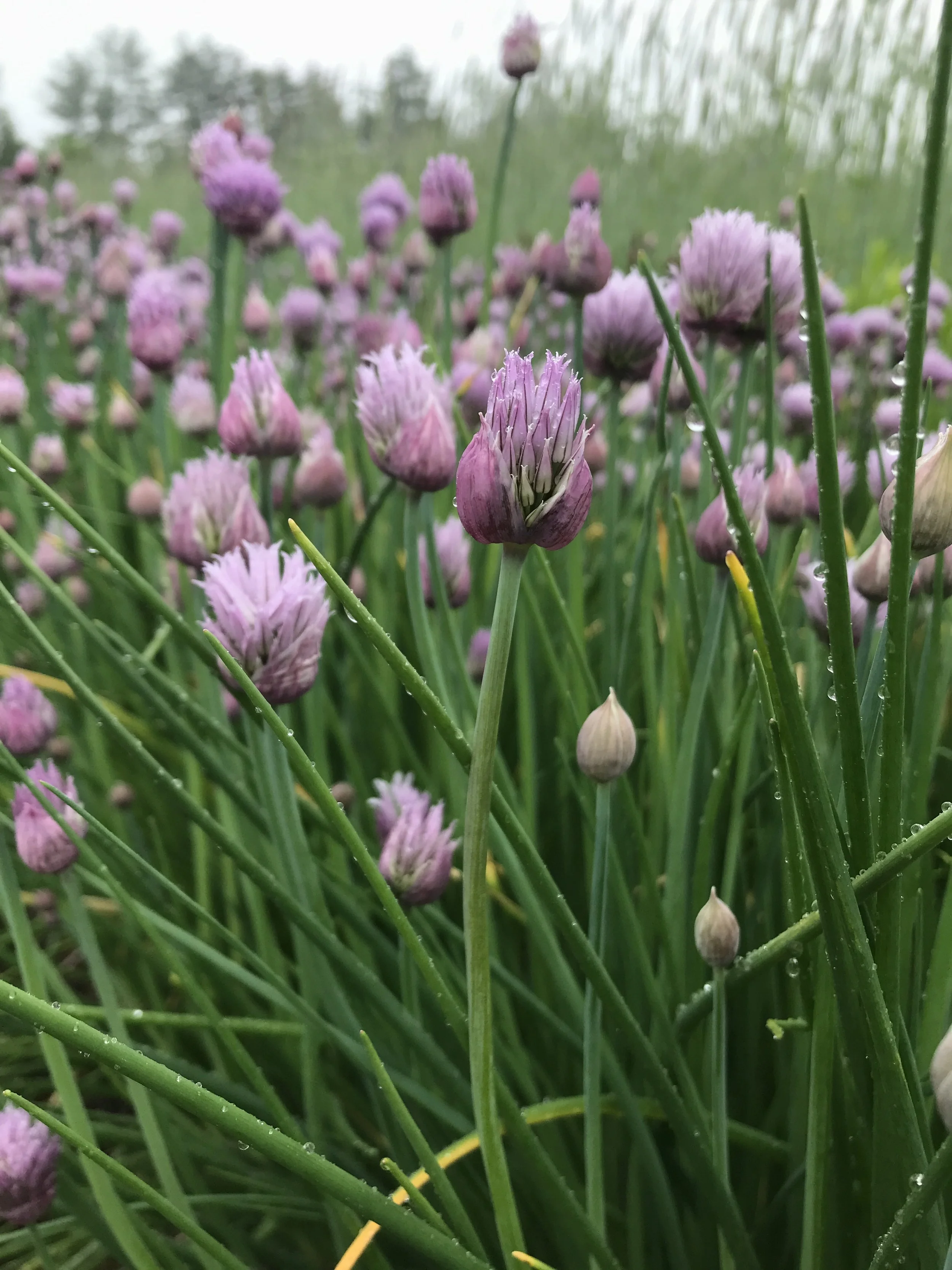 Chives *NEW* — Orange Circle Farm