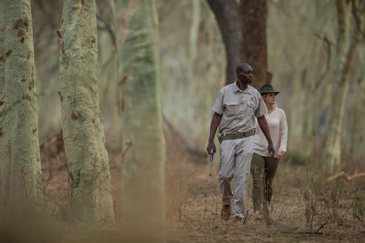 THE INCREDIBLE FEVER TREE FOREST - Rare Earth