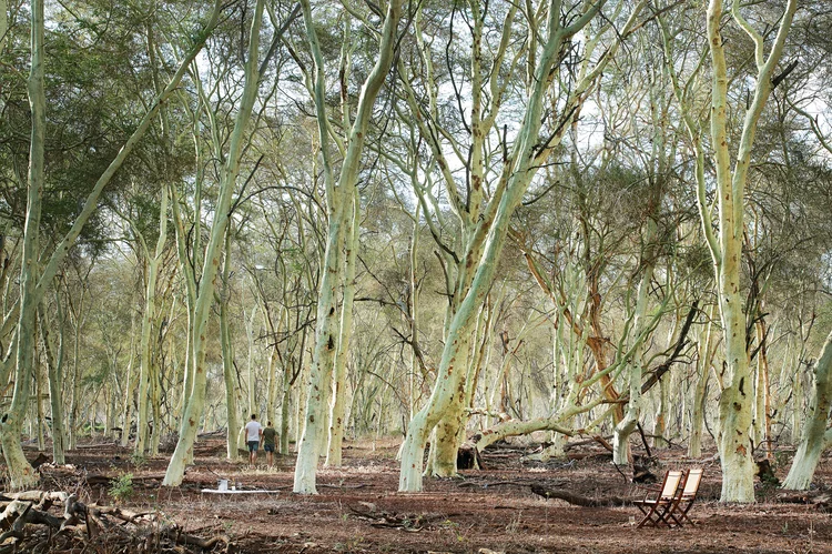 THE INCREDIBLE FEVER TREE FOREST - Rare Earth