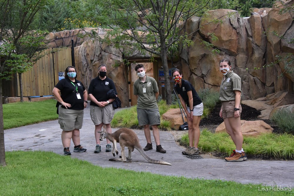 Zoo Opens New Exhibit, Improves Sustainability Efforts — Uptown Consortium