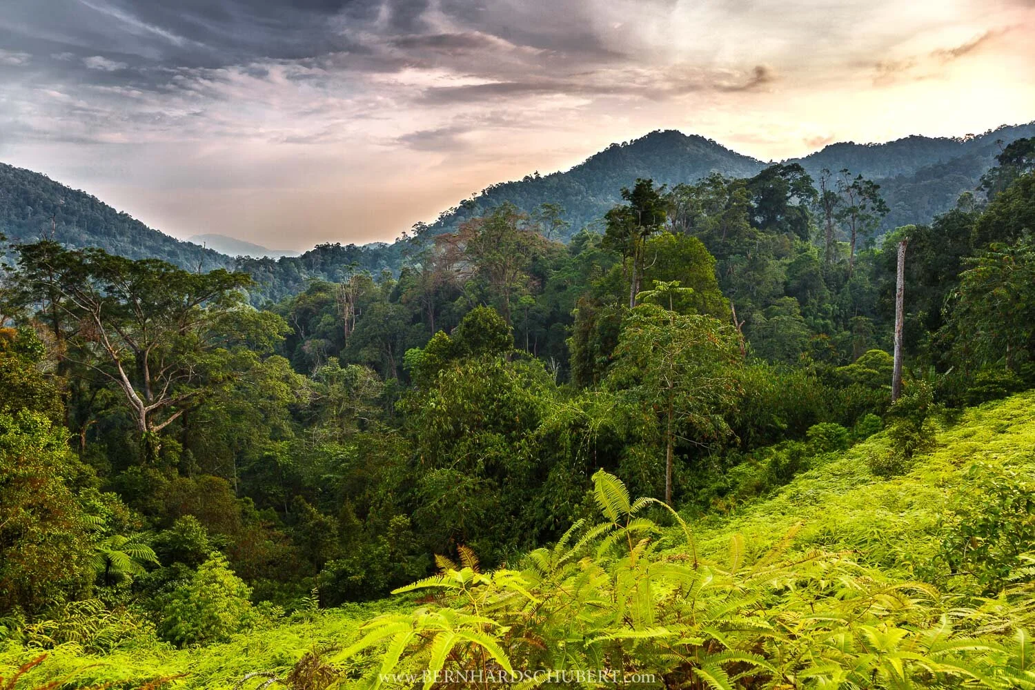 Rainforest Photography