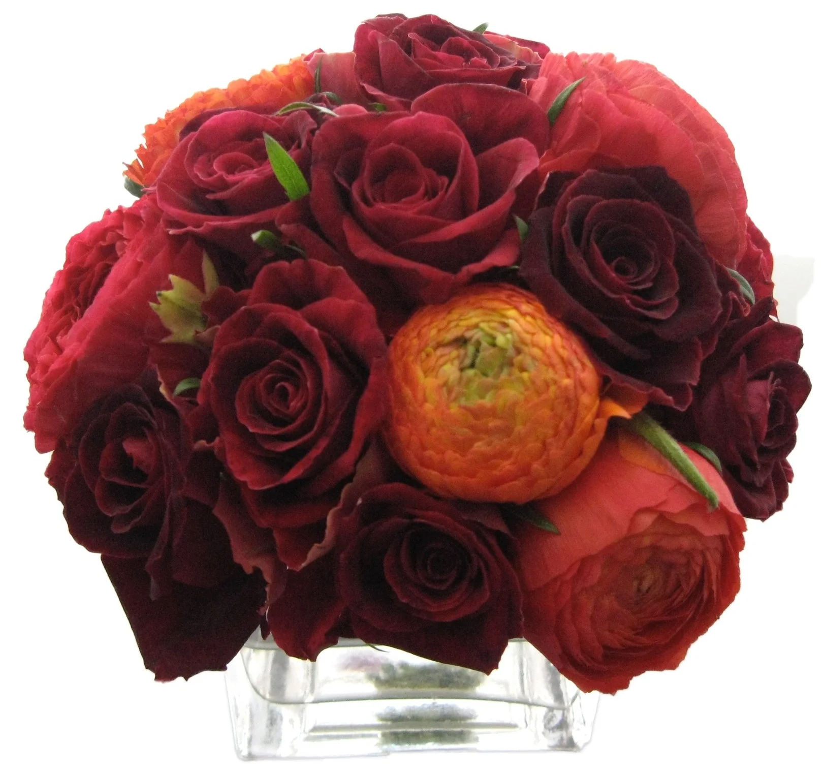 Red Masterpiece Rose