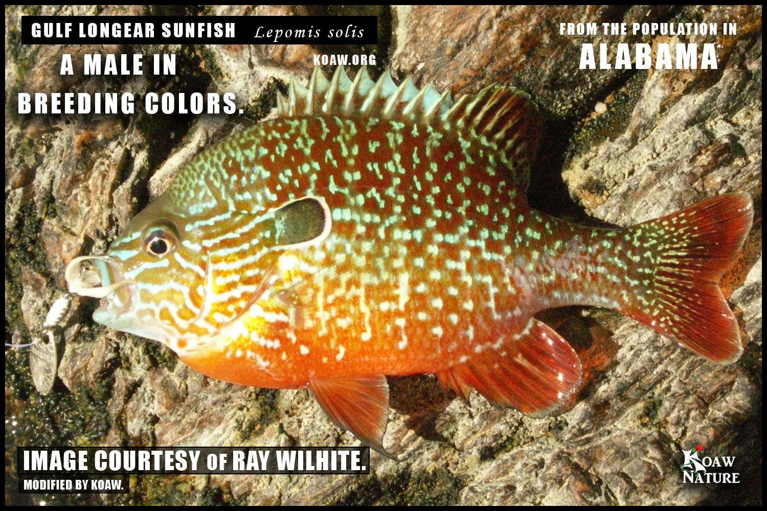Gulf Longear Sunfish (Lepomis solis) — Koaw Nature