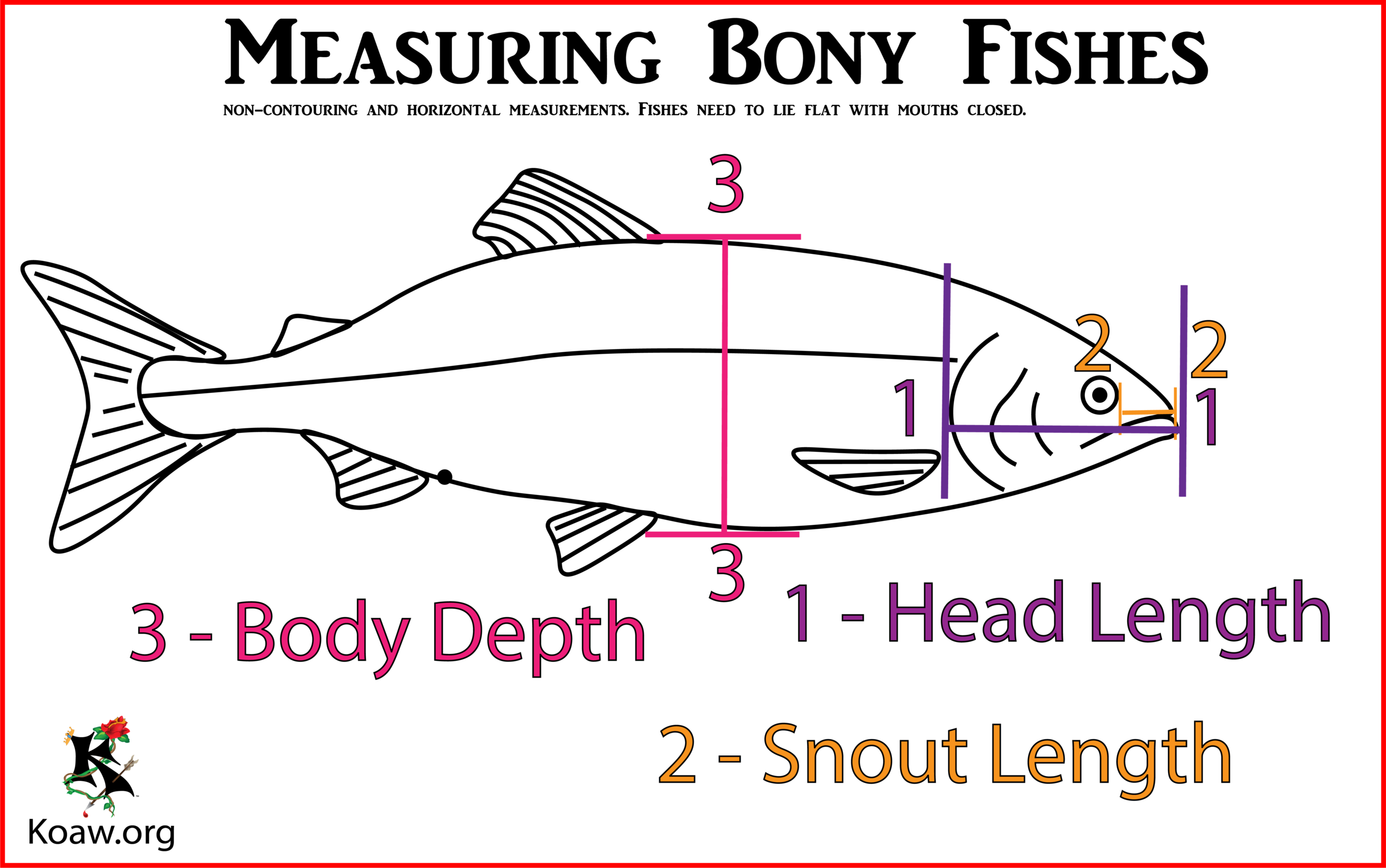 How To Measure A Fish Koaw Nature How To Measure A Fish Koaw Nature