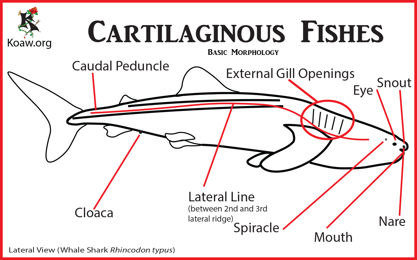 THE CARTILAGINOUS FISHES CHONDRICHTHYES Sharks Skates Rays And THE CARTILAGINOUS FISHES CHONDRICHTHYES Sharks Skates Rays And