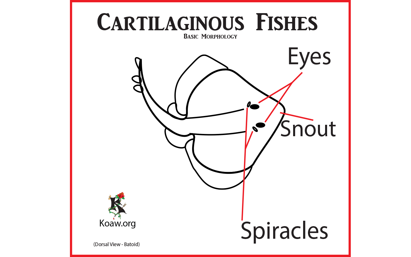 THE CARTILAGINOUS FISHES CHONDRICHTHYES Sharks Skates Rays And the-cartilaginous-fishes-chondrichthyes-sharks-skates-rays-and