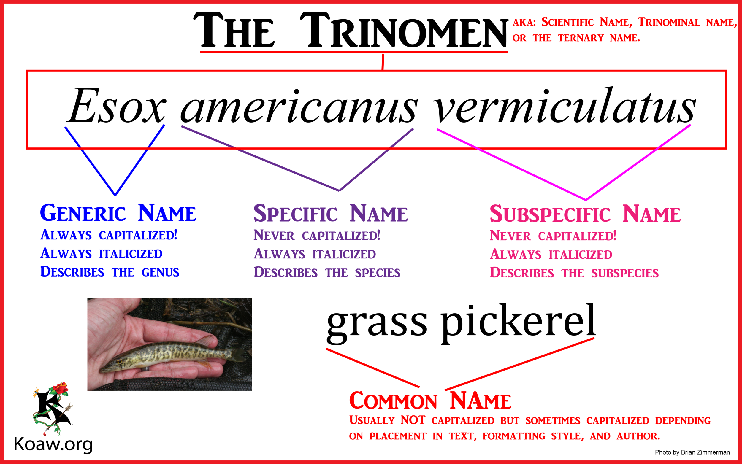 What is the binomen, binary name, scientific name and latin name ...