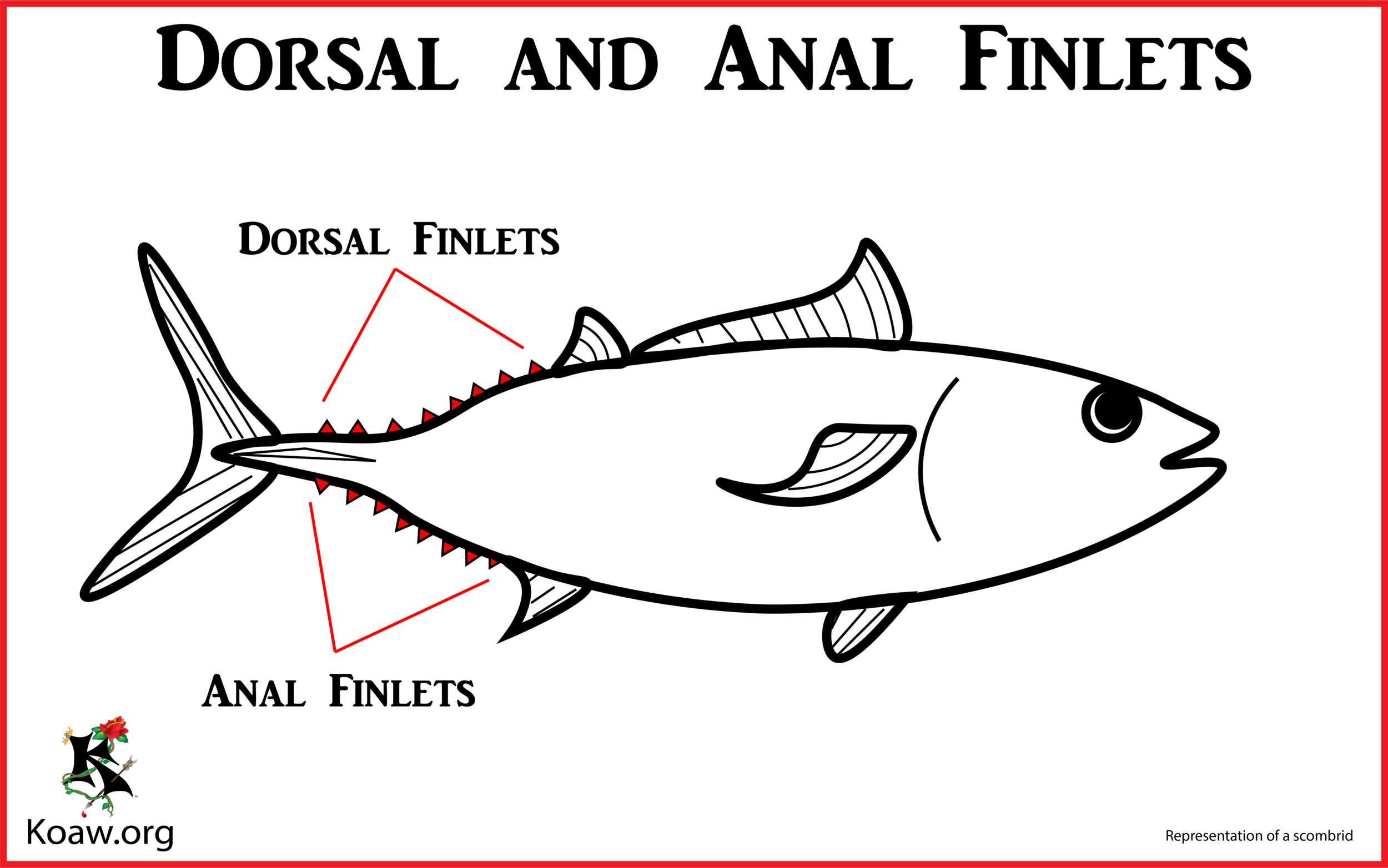 The Fishes. What is a fish? Answered here. — Koaw Nature