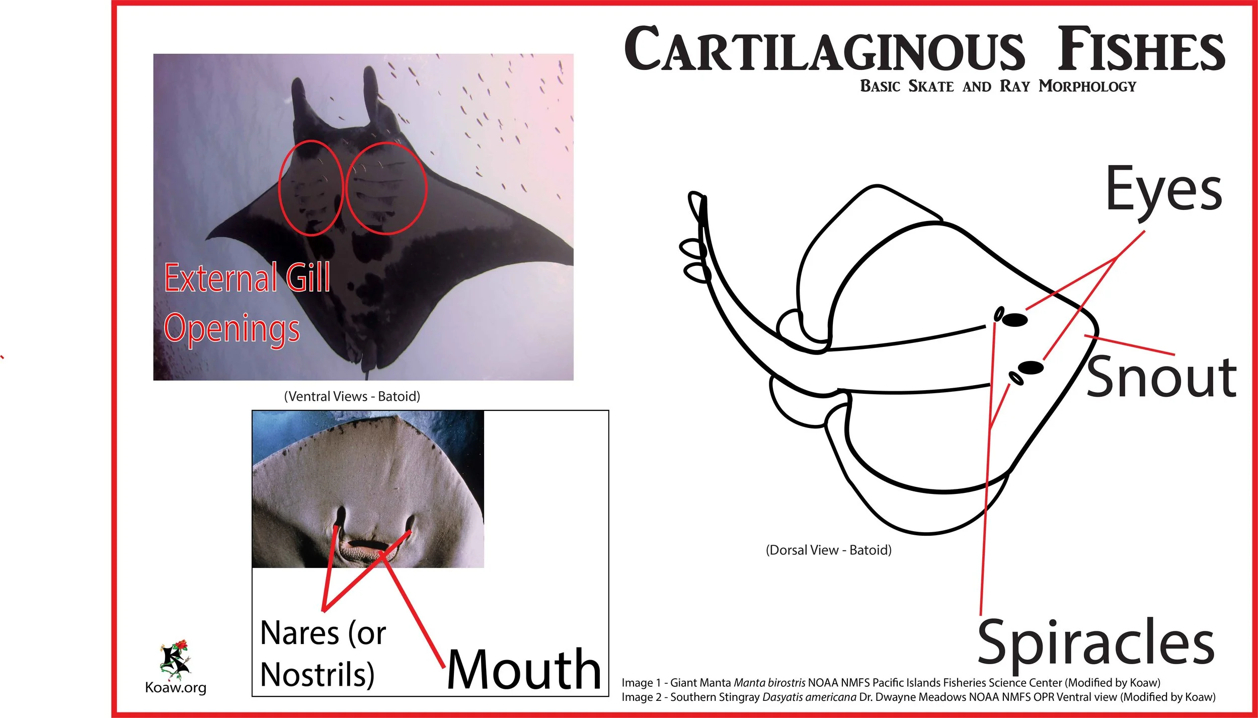 THE CARTILAGINOUS FISHES CHONDRICHTHYES Sharks Skates Rays And THE CARTILAGINOUS FISHES CHONDRICHTHYES Sharks Skates Rays And