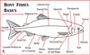 Bony Fishes - Anatomy Basics — Koaw Nature