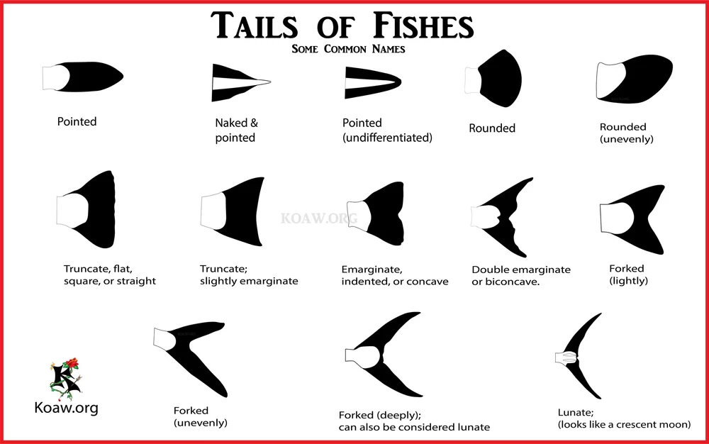 Caudal Fin Types — Koaw Nature