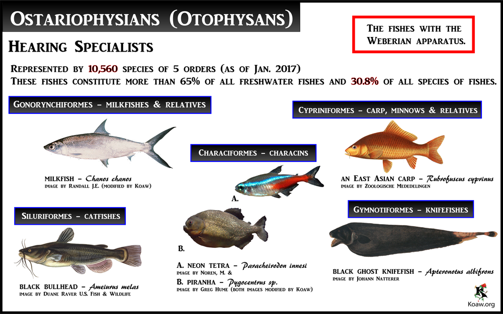 Fish Characteristics