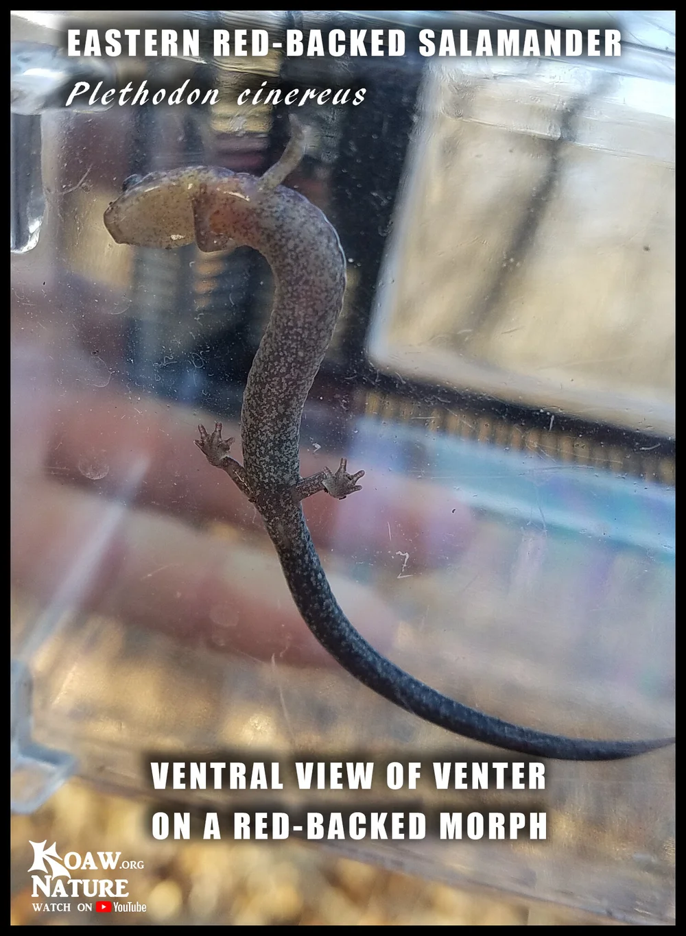 Polymorphism in the Red-Backed Salamander — Koaw Nature