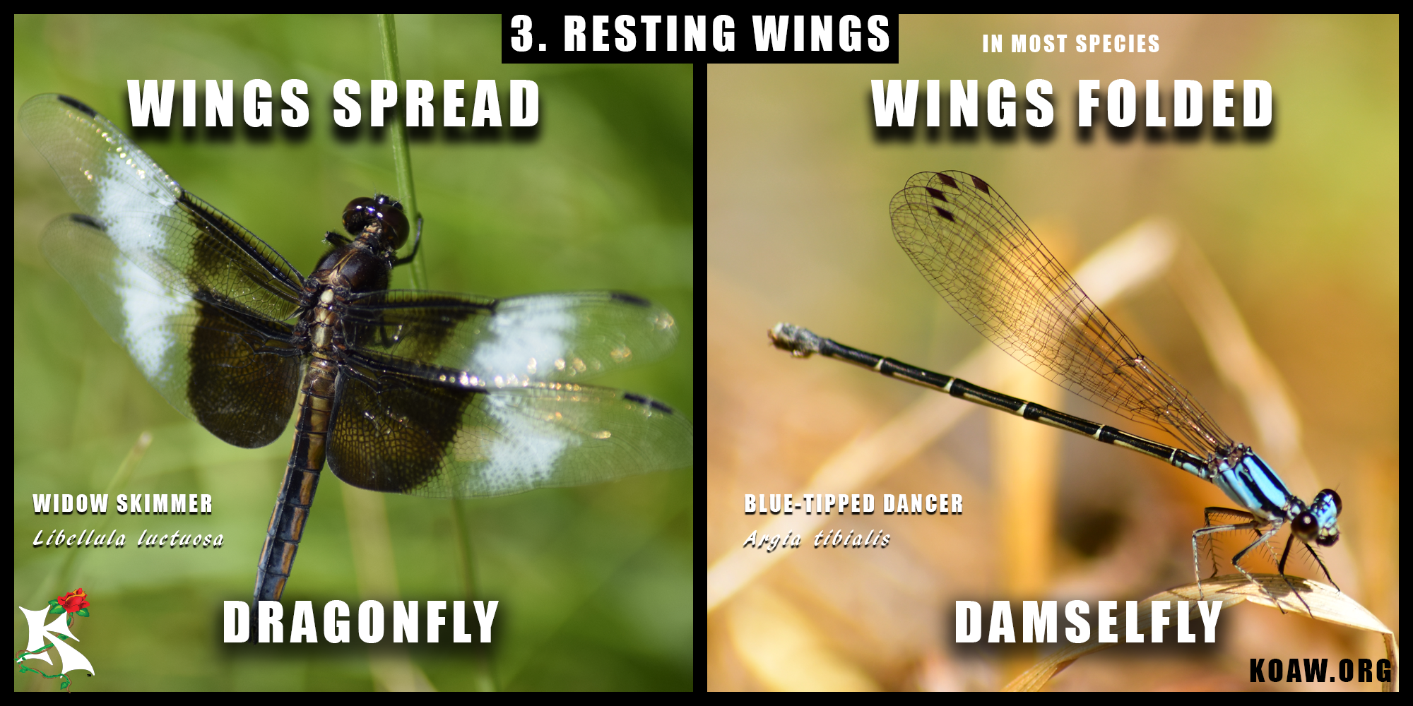 Dragonfly or Damselfly? How to quickly tell the difference between ...