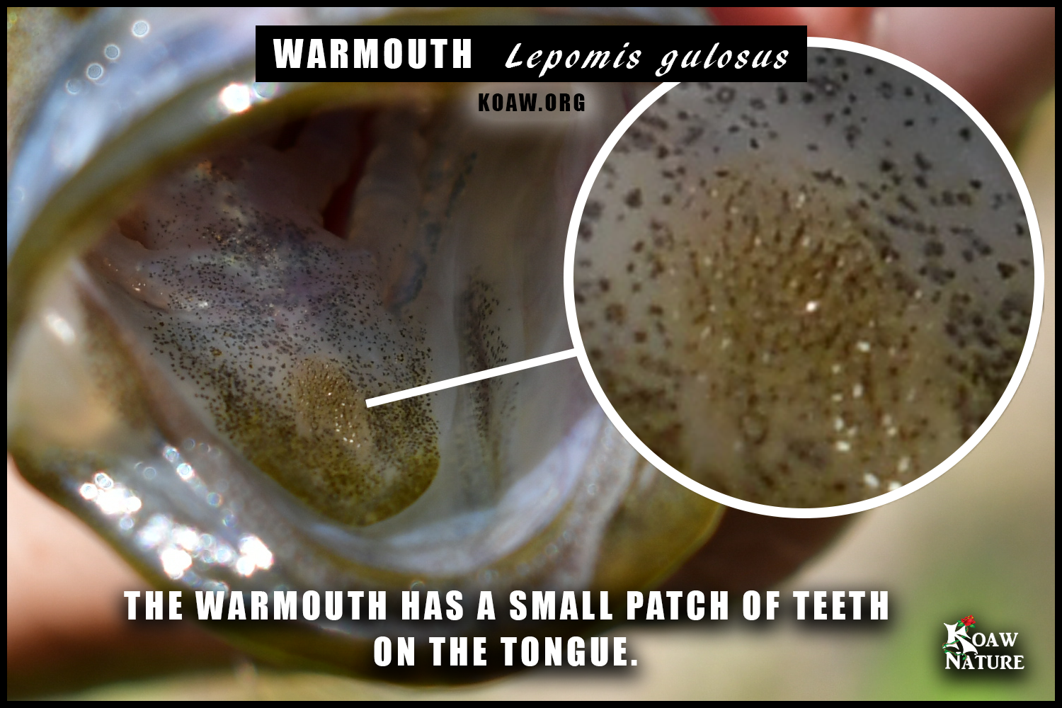 Warmouth (Lepomis gulosus) — Koaw Nature