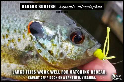 Redear Sunfish (Lepomis microlophus) — Koaw Nature