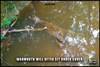 Warmouth (Lepomis gulosus) — Koaw Nature