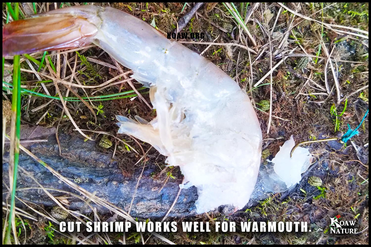Warmouth (Lepomis gulosus) — Koaw Nature