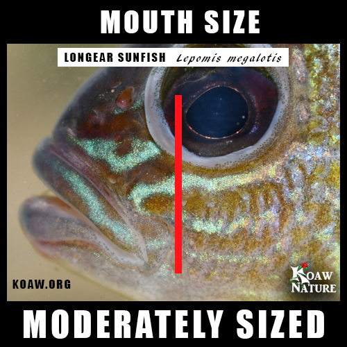 Longear Sunfish (Lepomis megalotis) — Koaw Nature