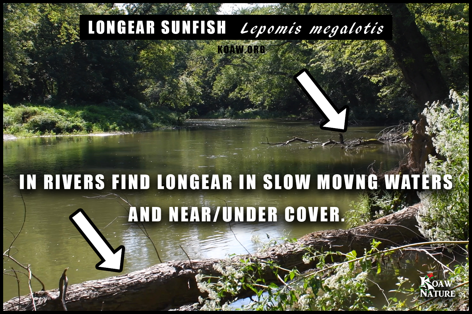 Longear Sunfish (Lepomis megalotis) — Koaw Nature