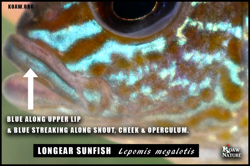 Longear Sunfish (Lepomis megalotis) — Koaw Nature