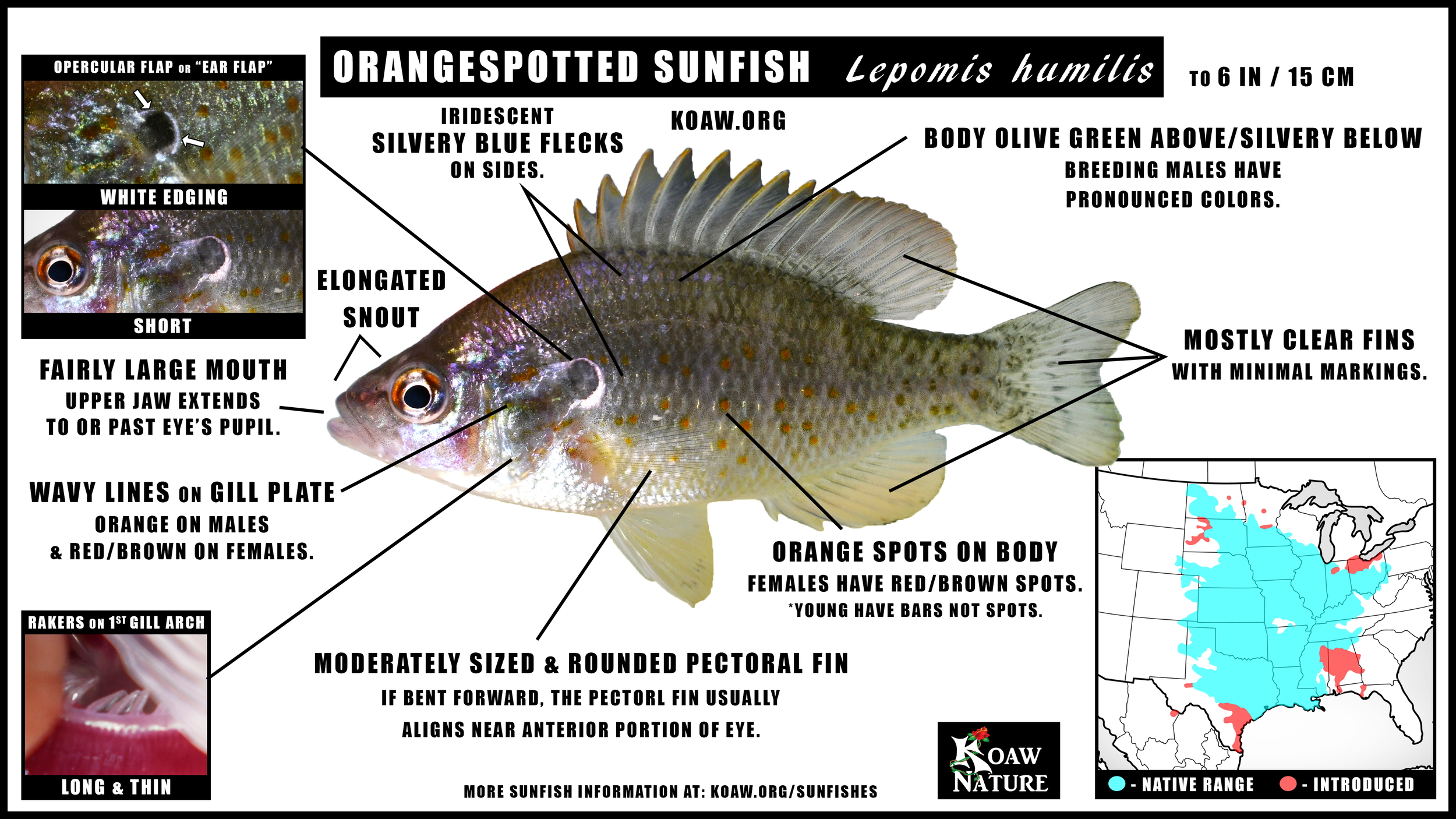 Orangespotted Sunfish (Lepomis humilis) — Koaw Nature