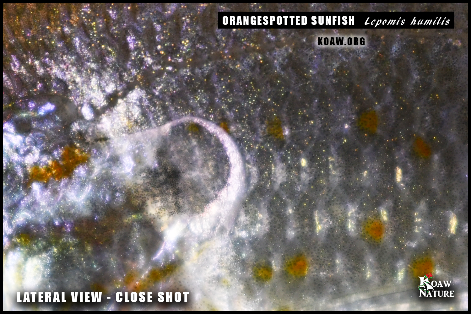 Orangespotted Sunfish (Lepomis humilis) — Koaw Nature