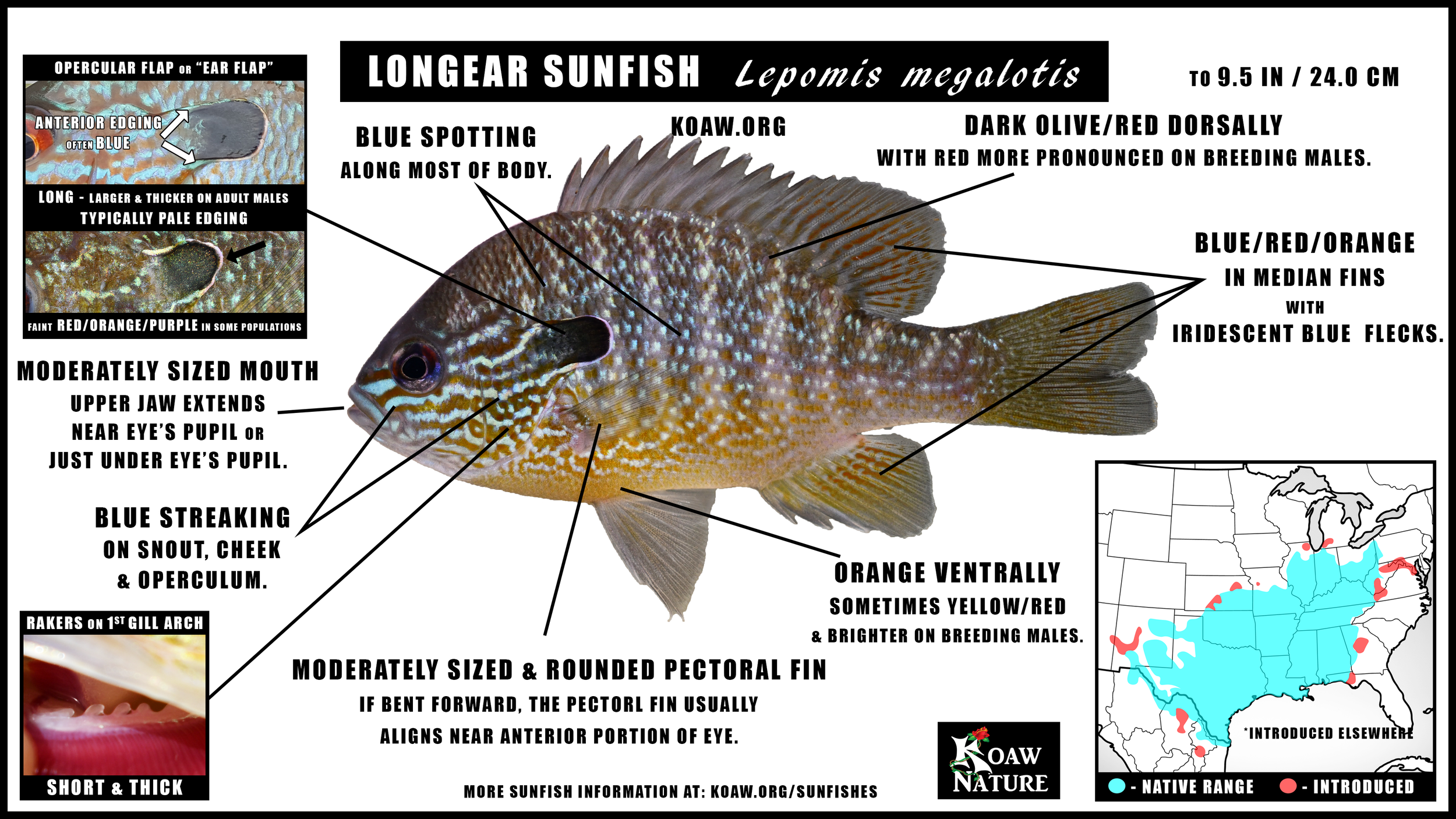 Orange Spotted Sunfish
