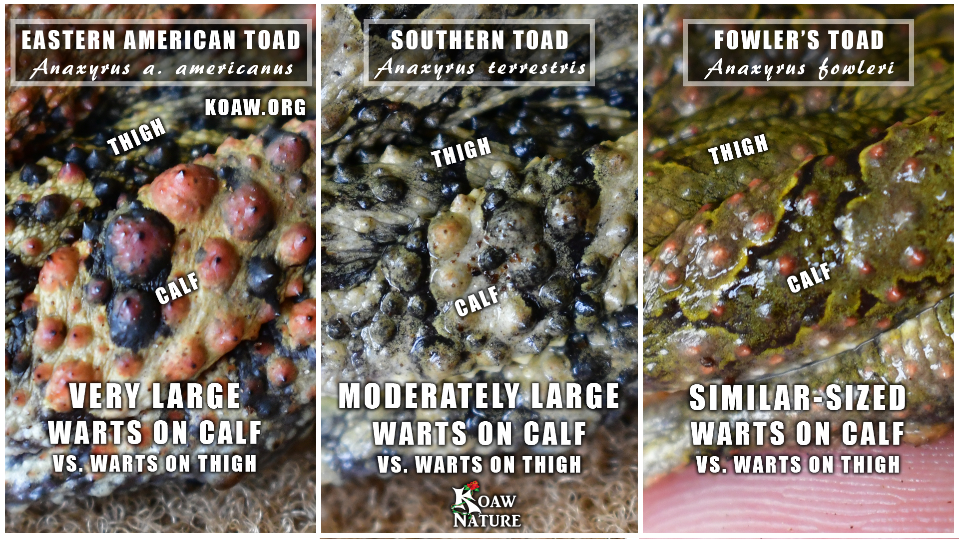 American Southern and Fowlers Toad — Koaw Nature