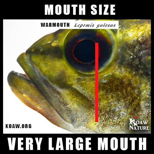 Warmouth (Lepomis gulosus) — Koaw Nature