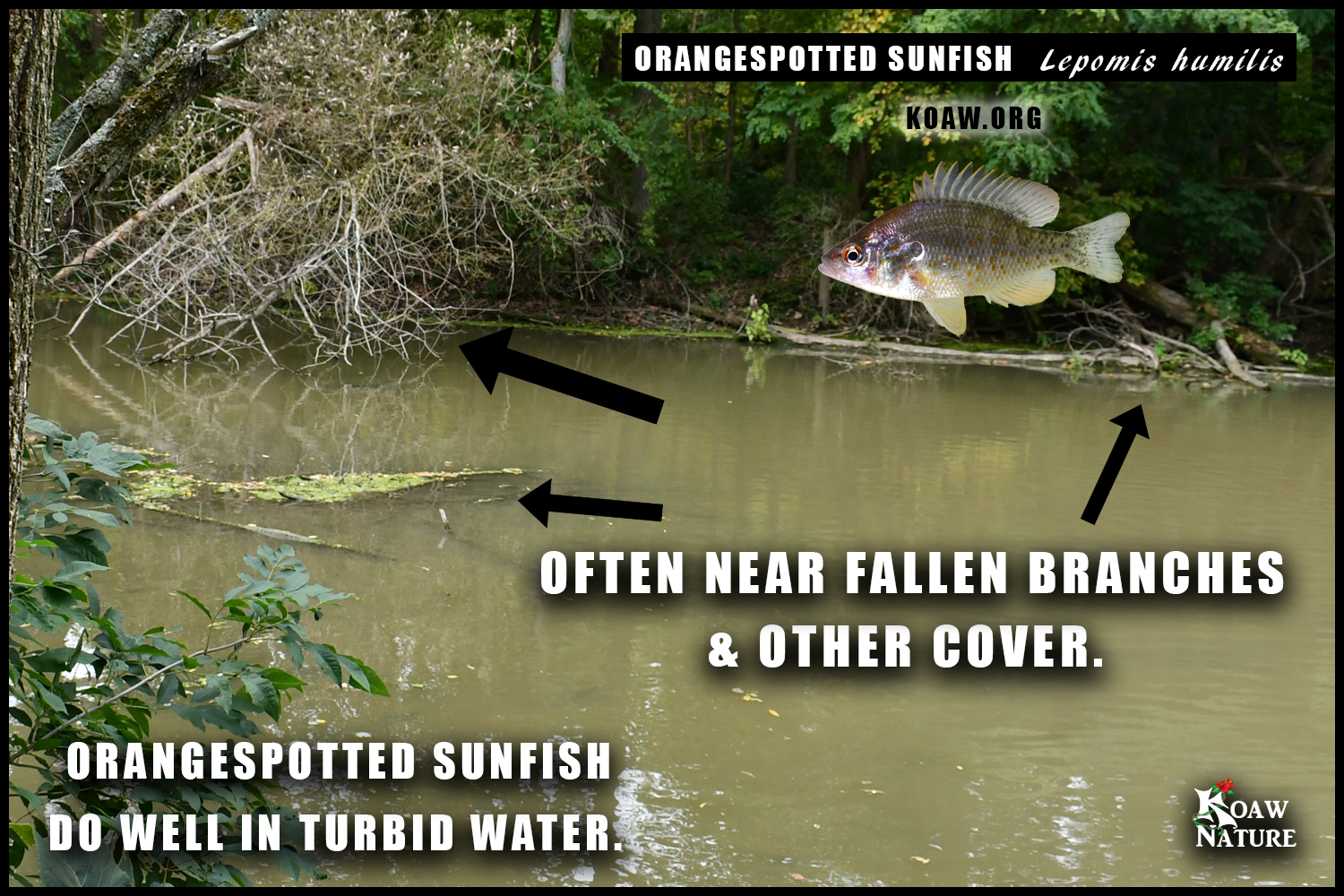 Orangespotted Sunfish (Lepomis humilis) — Koaw Nature