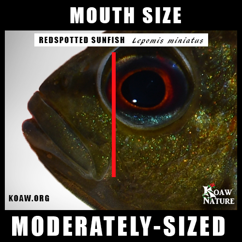 Redspotted Sunfish (Lepomis miniatus) — Koaw Nature