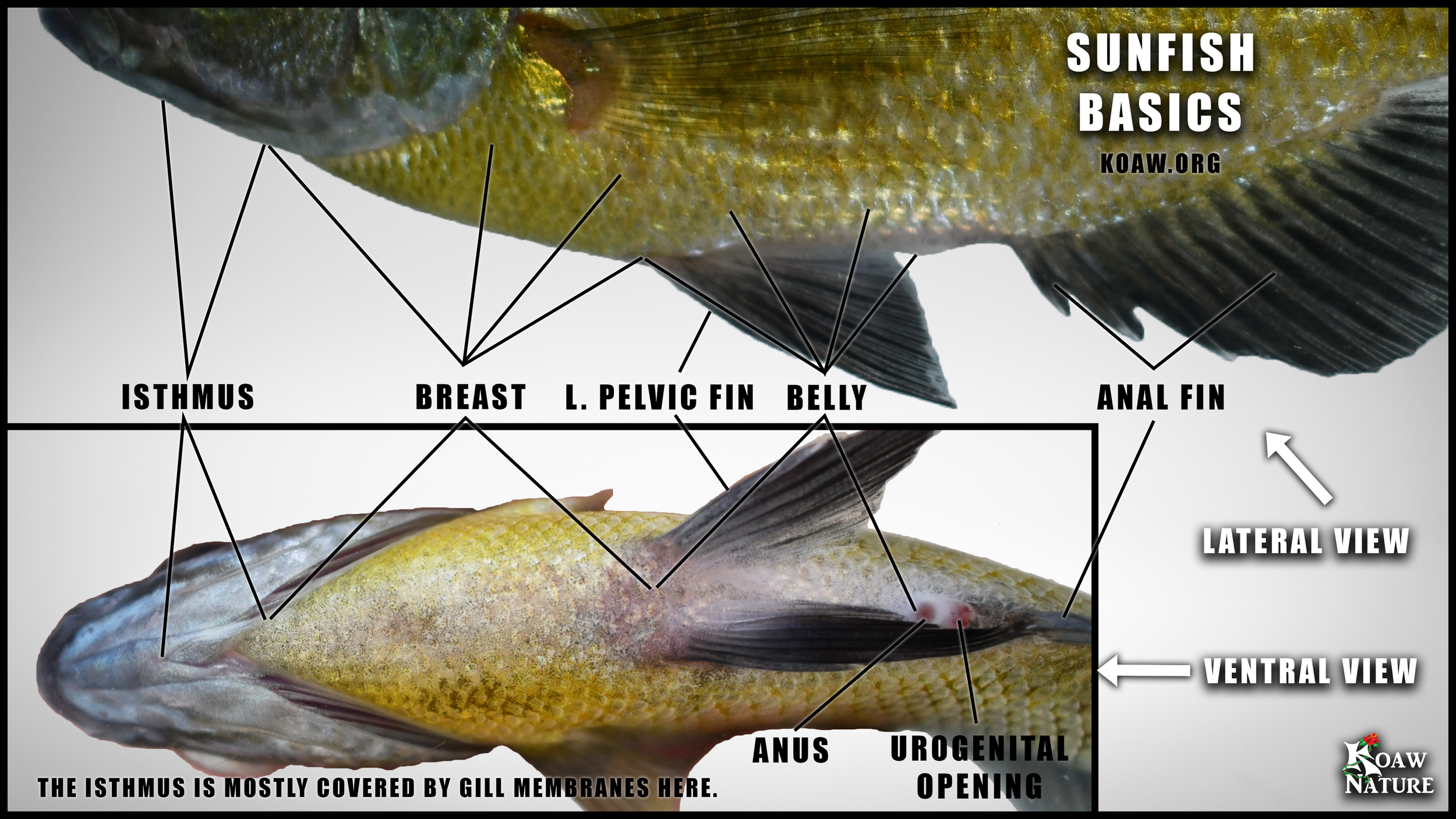 SunfishTerms — Koaw Nature