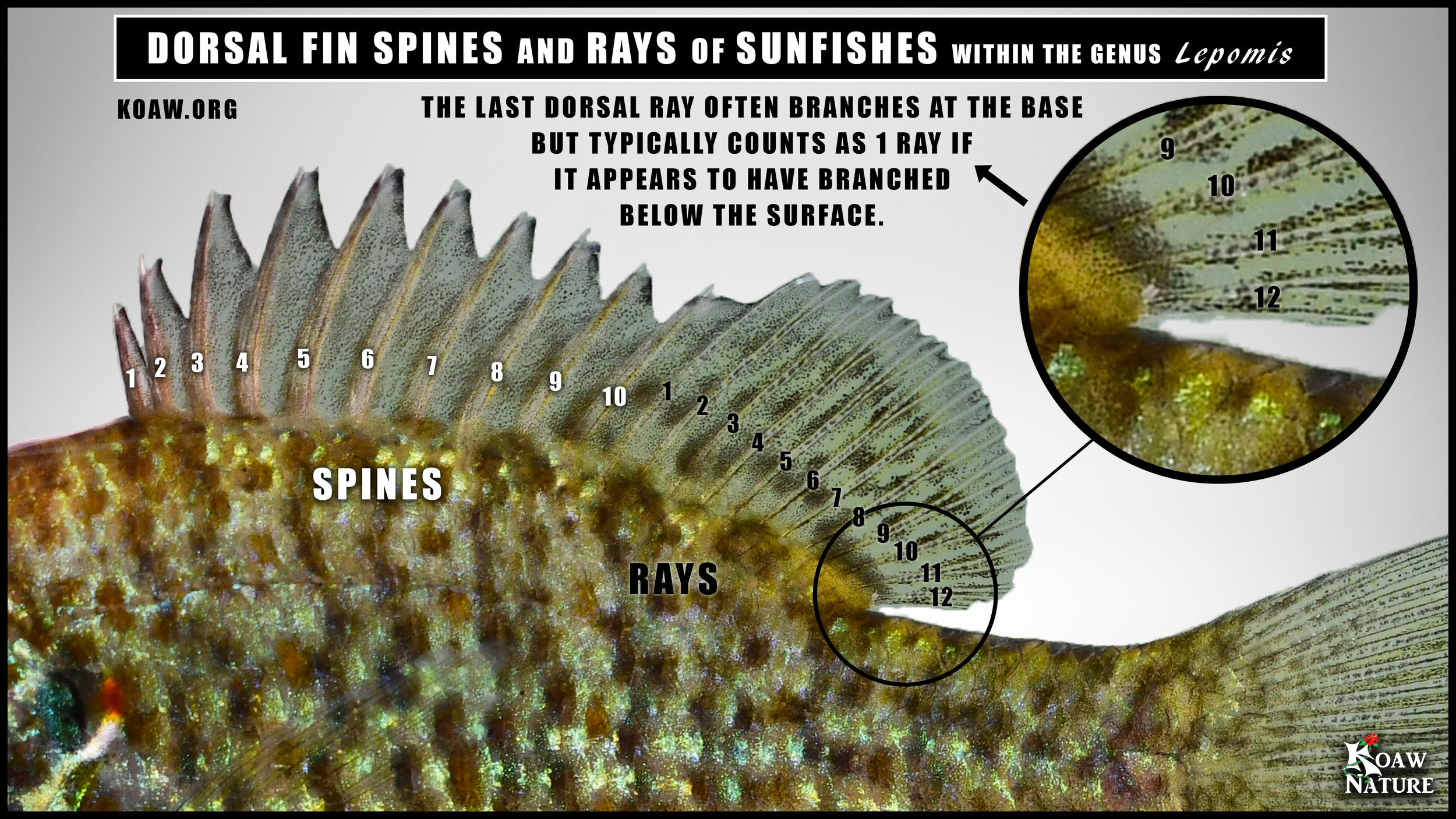 SunfishTerms — Koaw Nature