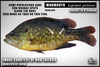 Warmouth (Lepomis gulosus) — Koaw Nature