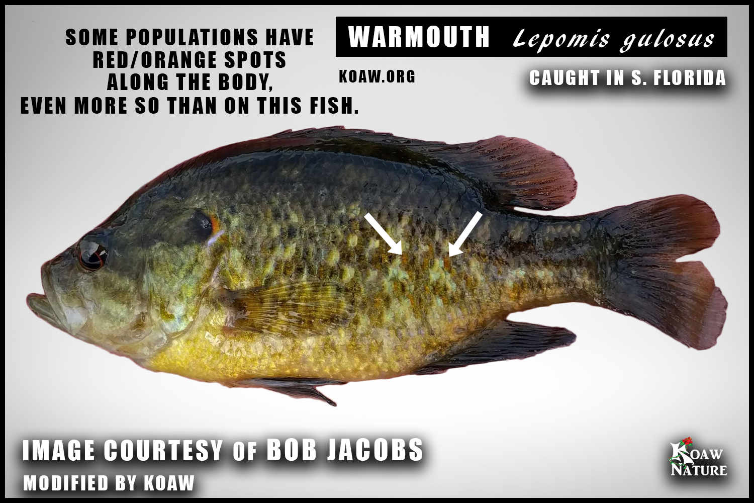 Warmouth (Lepomis gulosus) — Koaw Nature