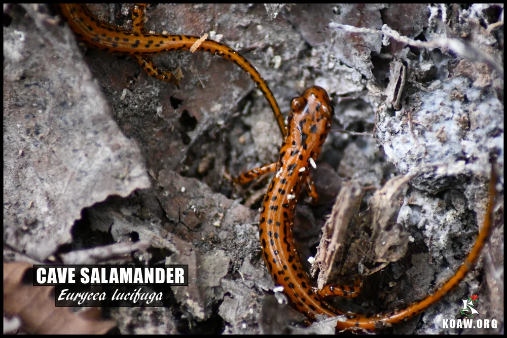 Snake Road - A MUST Visit! Easy Nature Trail. — Koaw Nature