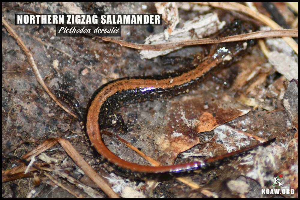 Snake Road - A MUST Visit! Easy Nature Trail. — Koaw Nature