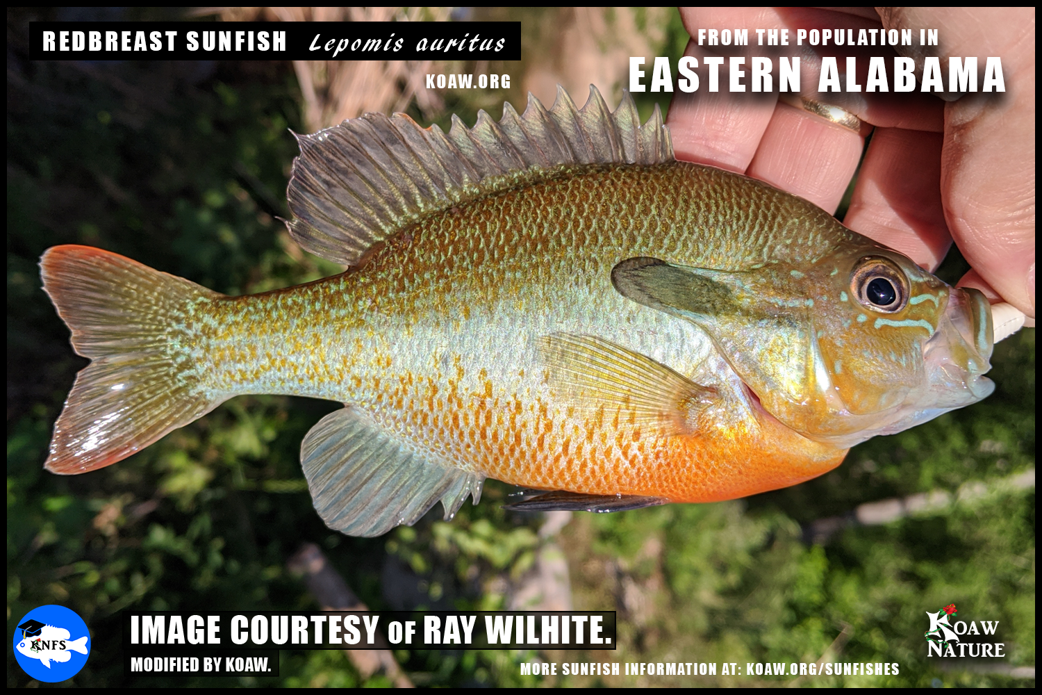 Redbreast Sunfish (Lepomis auritus) — Koaw Nature