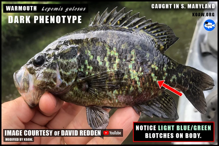 Warmouth (Lepomis gulosus) — Koaw Nature