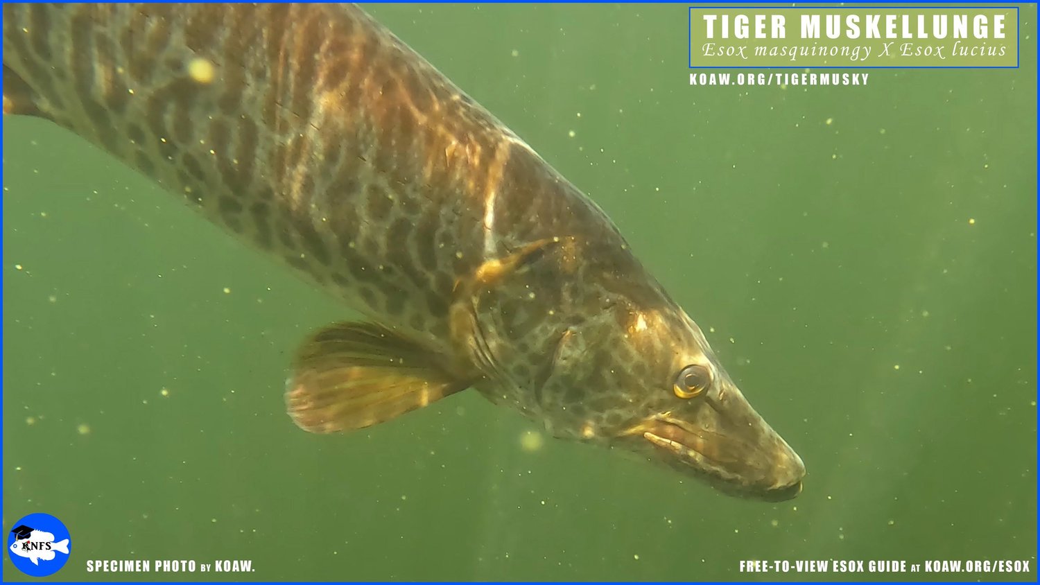 Tiger Musky: How to Identify — Koaw Nature